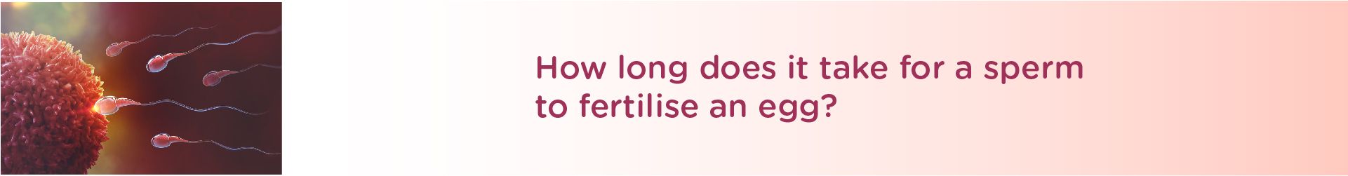 How Long Does It Take for A Sperm to Fertilize An Egg in Detail? | Nova ...